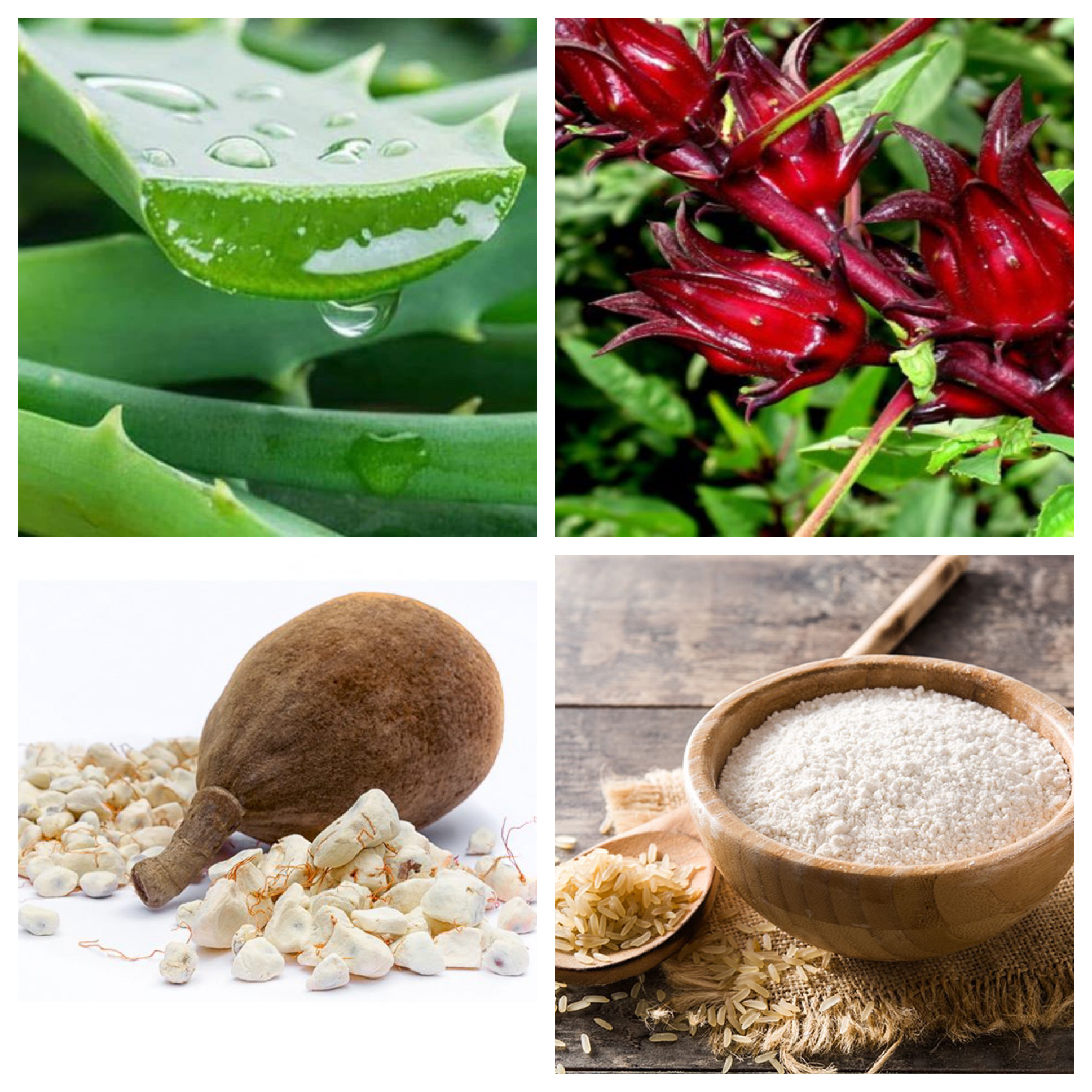 4 Powerful Hair Ingredients found in OOLI – OOLI BEAUTY